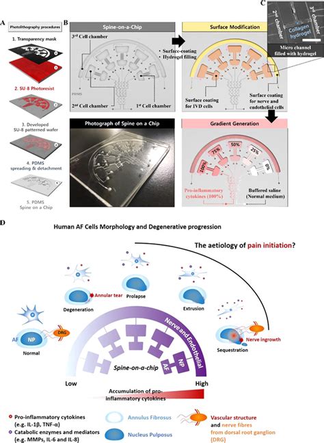 Schematic And Experimental Design Of The Microfluidic Gradient Assay