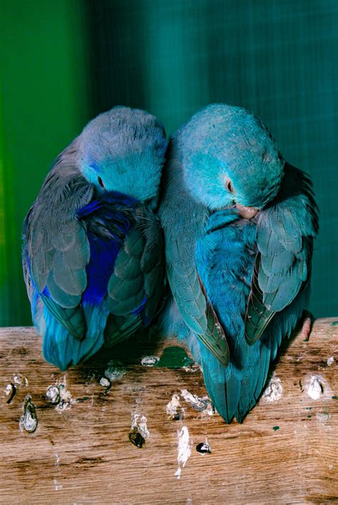 Buy Hand Raised Parrotlets At Miltons Exotic Birds