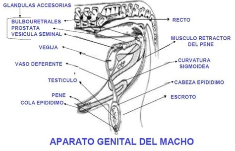 Visión Fisiológica De La Reproducción Bovina Engormix