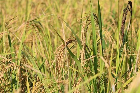 Premium Photo Paddy Tree With Green Leafisolated Background Paddy Tree