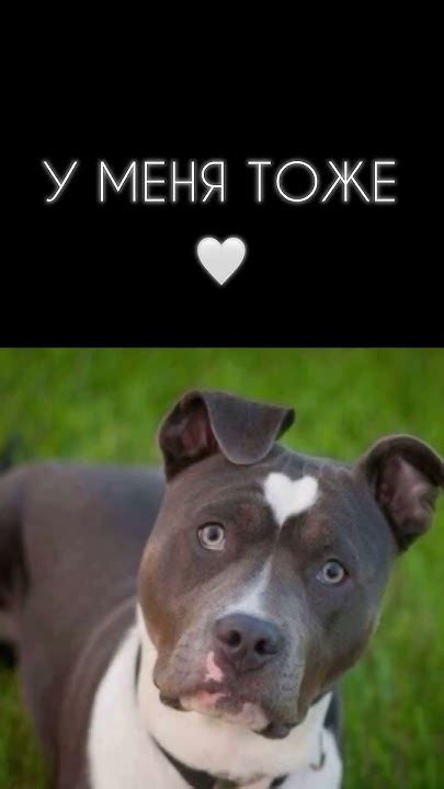 #юмор #смех #приколы #прикол #жиза #животные - YouTube