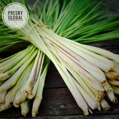 Saplings Lemon Grass Sapling Manufacturer From Dehradun