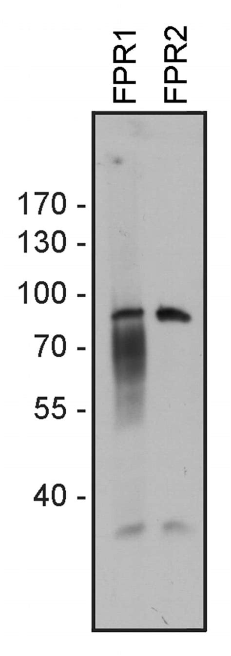 Fpr1 Antibody 720366