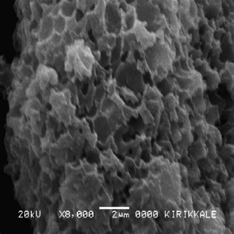 Scanning Electron Microscope Image Of The Surface Of An Apricot Kernel