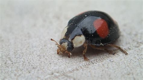 Ladybug Cleaning Its Legs Close Frame Stock Footage Video Of Insect Ladybird 102633820