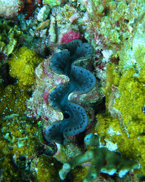 Giant Clam Giant Clam Marine Life Marine