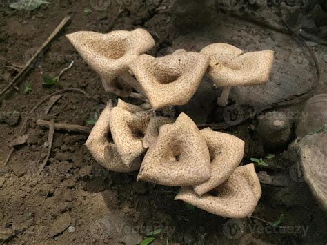 Primer Plano De Un Hongo Con Una Forma única En El Tronco De Un árbol