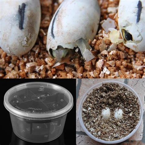 Reptile Egg Incubator Plastic Lizard Snake Gecko E Grandado