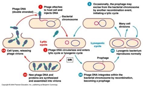 Microbiology Chapter 6 Acellular Pathogens Diagram Quizlet