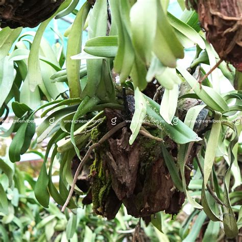 Lan Ngọc điểm Rừng Giá Rẻ Chất Lượng Nhất