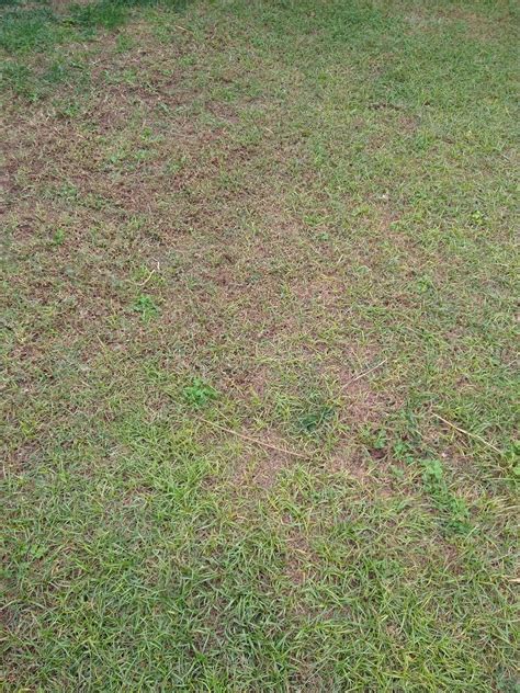 Does Anyone Know What Happened To My Grass Rgrass