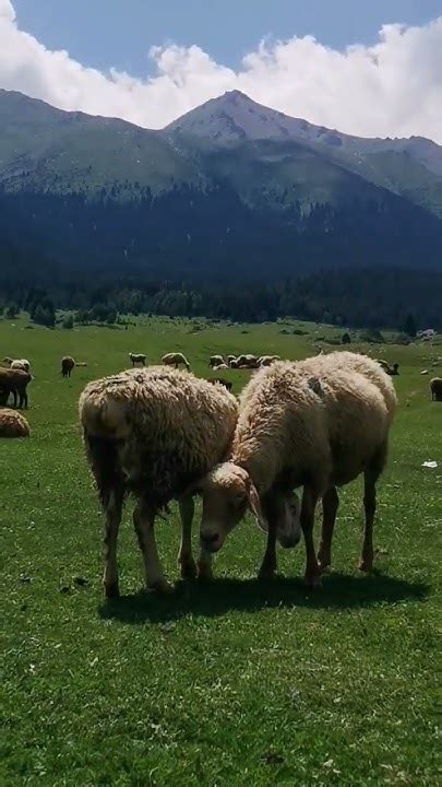 Мы бедные овечки кыргызстан овечки григорьевскоеущелье Youtube