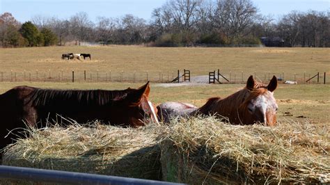 About Triune Area Schools Demographics Things To Do