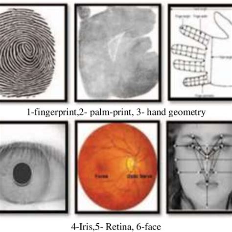 Biometric Types • Finger Print Download Scientific Diagram