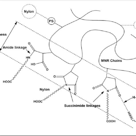 Imidization Reaction Proposed Between Maleic Anhydride With Polyamide