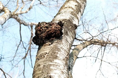 Inonotus Obliquus Or Chaga Mushroom On Trunk Birch Tree It Is Also Known As Sterile Conk Trunk Inonotus Obliquus Or Chaga Mushroom On Trunk Birch Tree It Is Also Known As Sterile Conk Trunk
