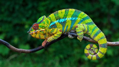 Caméléon Chameleon Chameleon Lizard Lizard