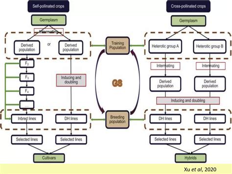 Genomic Selection In Plants Pptx