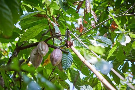 Cocoa Traceability Across Product Applications Ofi