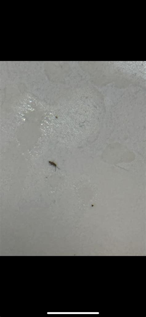 Small White Bugs Around Bottle Cap Rwhatisthisbug