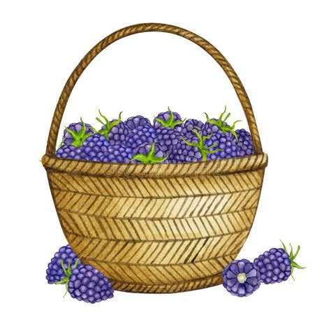 Basket With Blackberries Watercolor Composition Stock Image Image Of