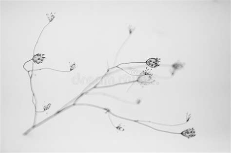 Monochrome Grass Or Tree Branches In The Snow In Canadian Winter Stock
