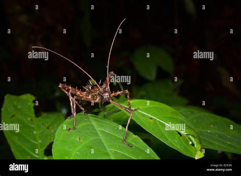 A Phasmid Stick Insect In The Rainforest At Night At Gunung Gading