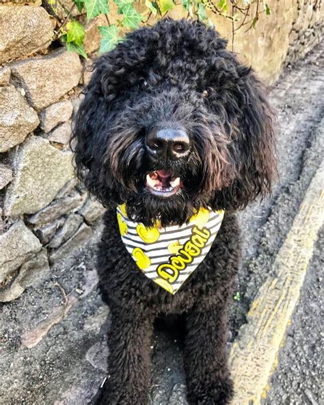 The Best Groodle Guide Goldendoodle We Love Doodles
