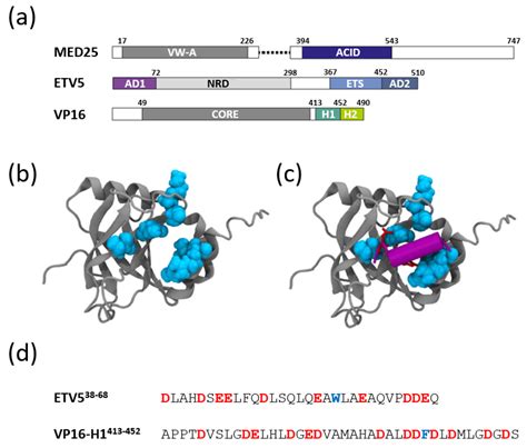 Multivalent And Bidirectional Binding Of Transcriptional