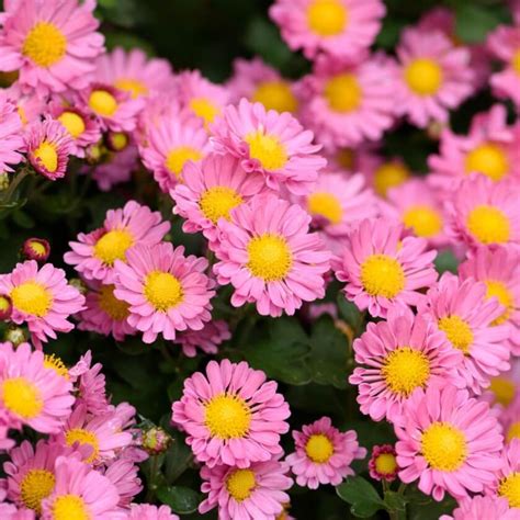 Kissen-Aster 'Rosenwichtel' / Aster dumosus 'Rosenwichtel'