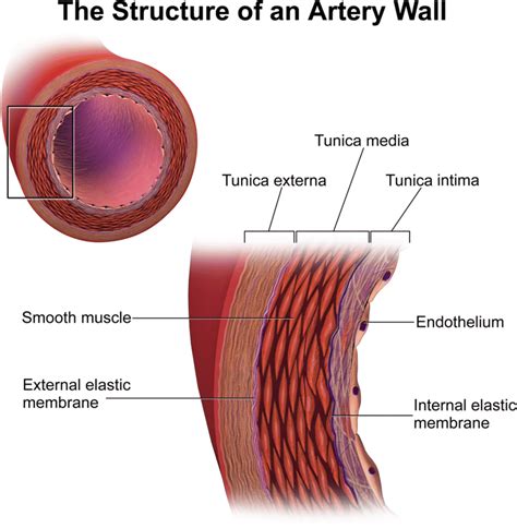 Layered Structure Of An Artery Download Scientific Diagram