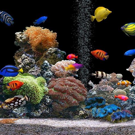 Live Marine Wallpapers To Regarding Who Best Magnetic Product By