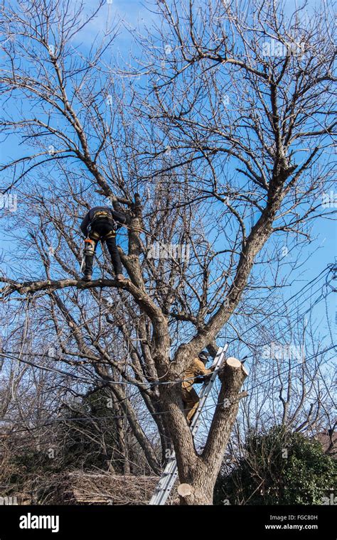A Tree Cutting Crew Cuts A Large Ash Tree From Behind A Residence In