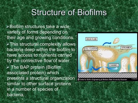 Biofilms Ppt