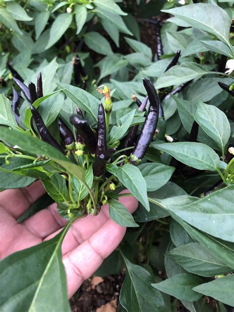 Black Chili Pepper Plant