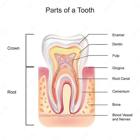 Tooth Anatomy With All Parts Including Crown Neck Enamel Dentin Pulp