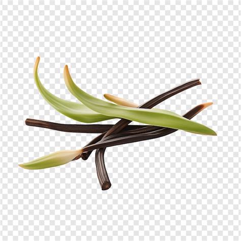 Vanilla Bean Png