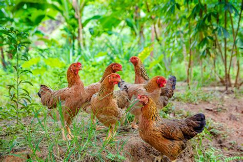 Why Do Chickens Cluck Understanding Chicken Sounds