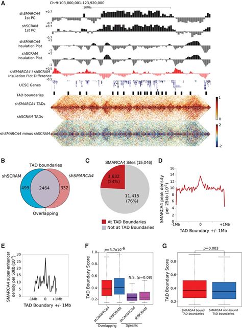 Smarca4 Regulates Gene Expression And Higher Order Chromatin Structure In Proliferating Mammary