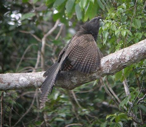 Pheasant Coucal Centropus Phasianinus