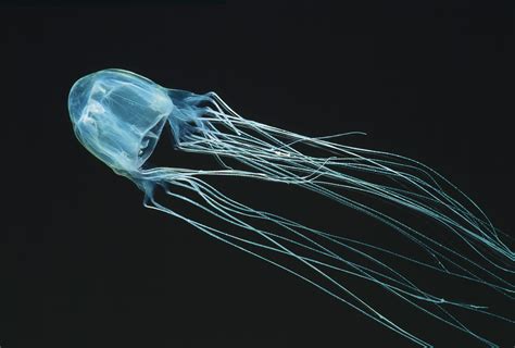 brainless organisms can learn so what does it mean to think the