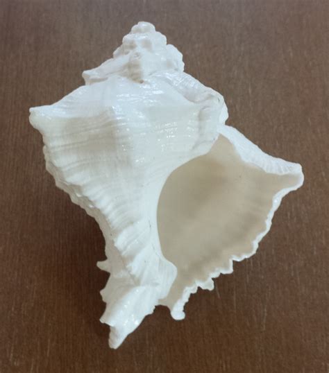 White Shells 4 White Sea Shells Bulk Shells Beach Decor