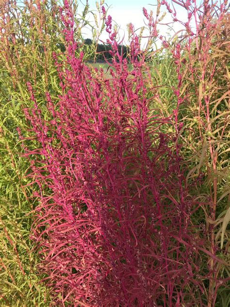 Bytel Metlatý Autumnred · Loukykvět