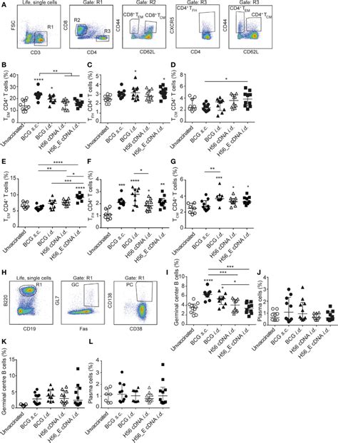 Differences In T And B Cell Sub Populations Following Immunization