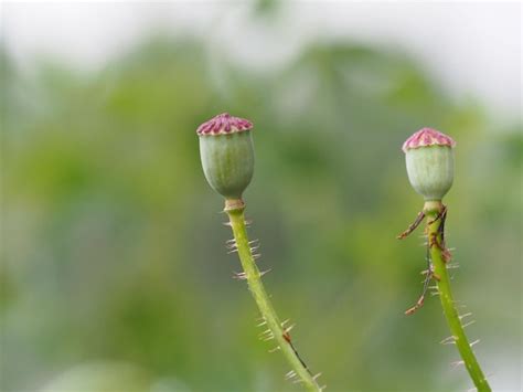 Premium Photo Close Up Of Buds Growing On Plant