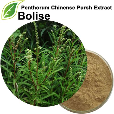 Buy Penthorum Chinense Pursh Extract Price Supplier Manufacturer From Bolise