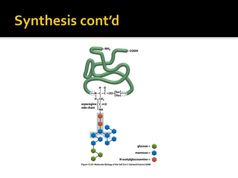 Sulfated Glycoconjugates Ppt Download