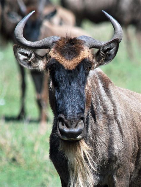 Pin By John Turle On 🦒🦓africa Wildlife Africa Wildlife Wildebeest