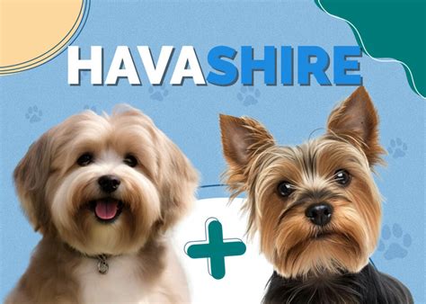 Havashire Havanese And Yorkshire Terrier Mix Info Pictures Facts