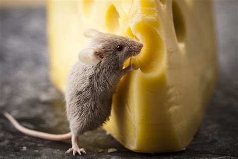 Can Mice Eat Dog Food